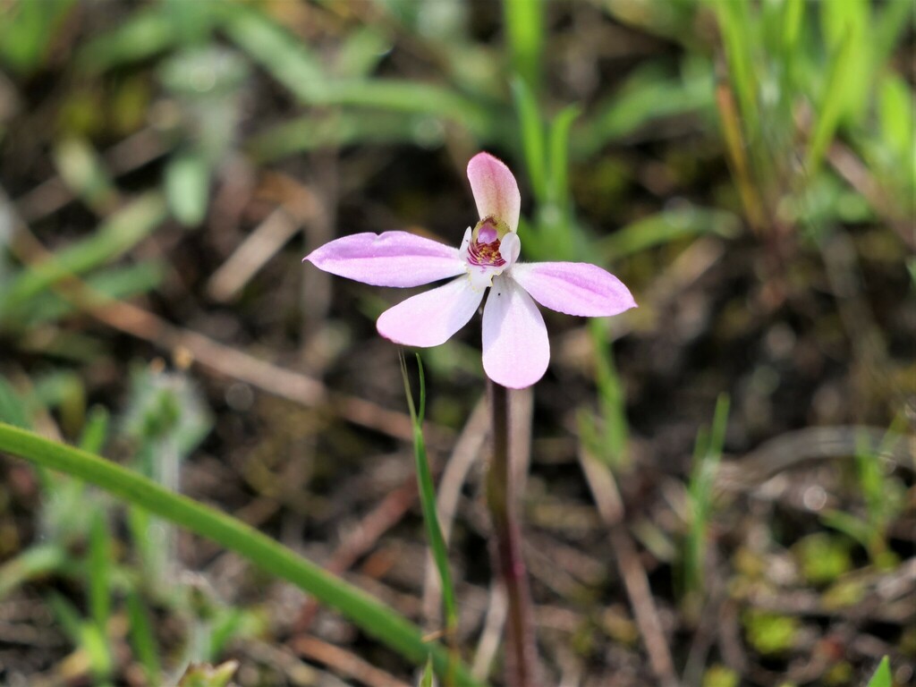 Pink Lady Fingers from Belvidere SA 5255, Australia on August 21, 2023 ...