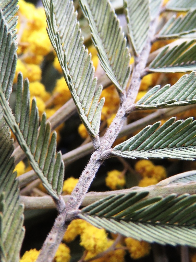 Silver wattle from Gardens of Stone SCA Newnes Plateau NSW 2790 ...