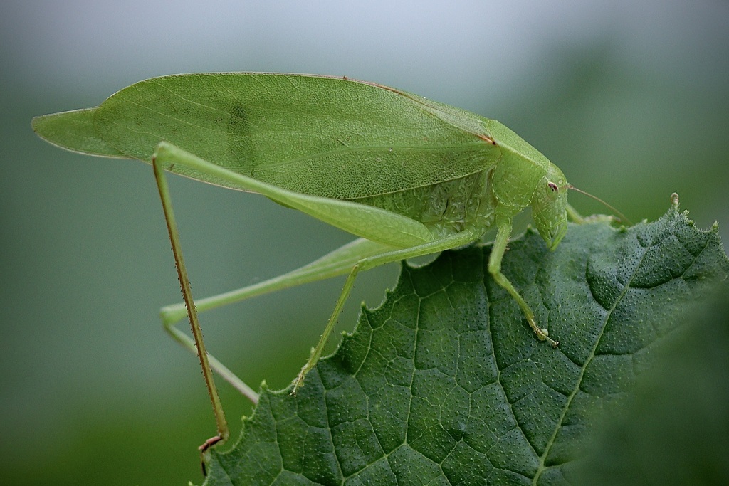 Oblong-winged Katydid from Estrie, QC, Canada on August 21, 2023 at 06: ...