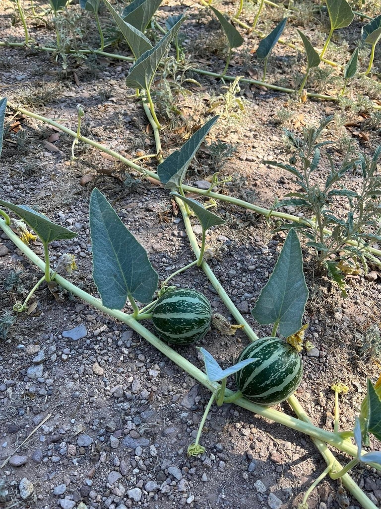 Buffalo Gourd from Coronado National Forest, San Simon, AZ, US on July ...