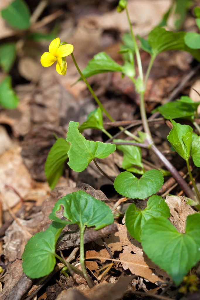 Smooth yellow violet (Plants of Overton Park's Old Forest, Memphis, TN ...