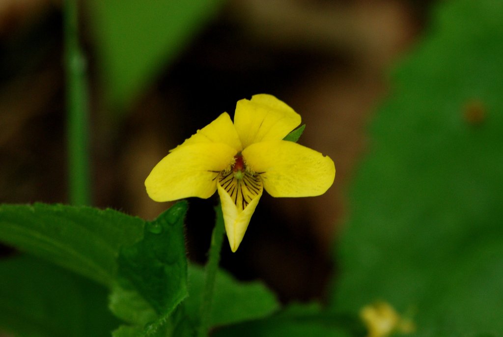 Smooth yellow violet (Plants of Overton Park's Old Forest, Memphis, TN ...