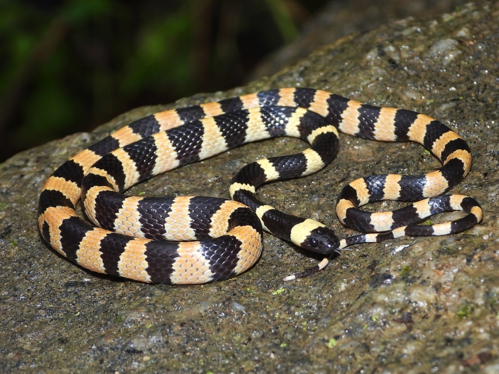 Sichuan Wolf Snake from 中国陕西省安康市宁陕县 on August 20, 2023 at 08:52 PM by ...