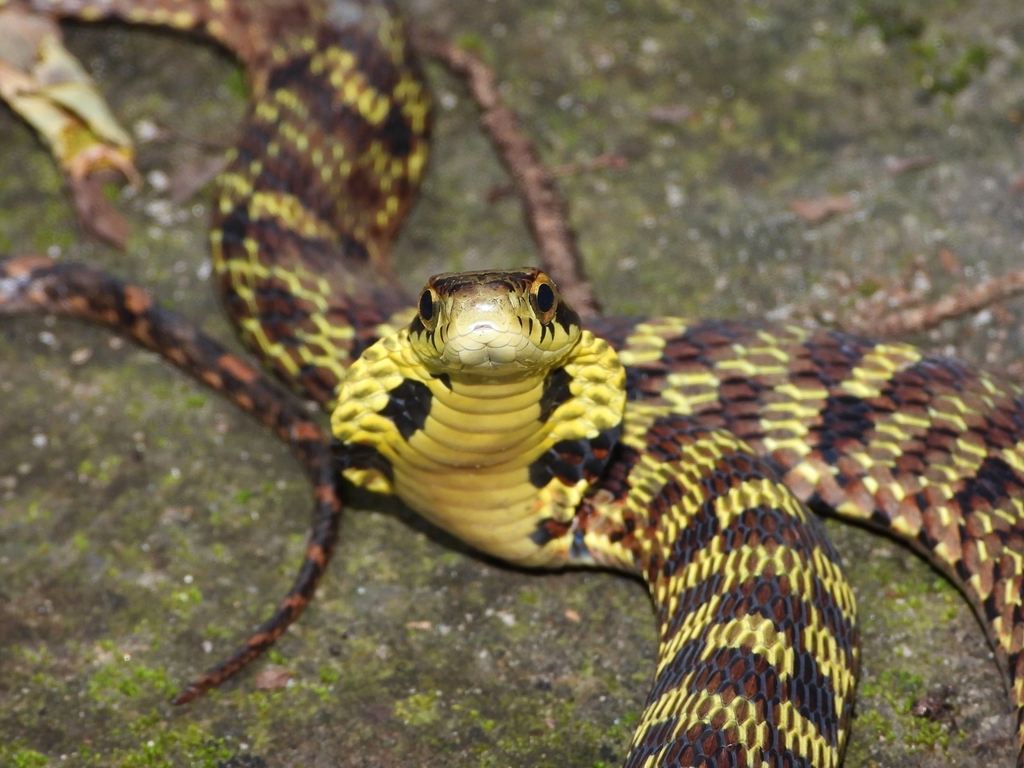 Big-eyed Bamboo Snake from 中国陕西省安康市宁陕县 on August 21, 2023 at 02:54 PM ...