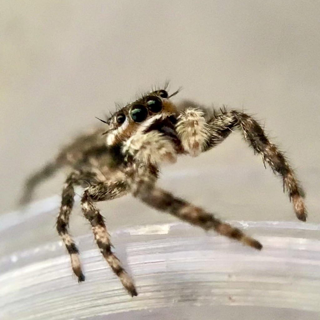 Tan Jumping Spider in August 2023 by Nicole. Sub adult male · iNaturalist