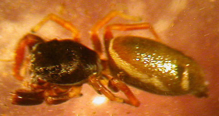 Buttonhook Leaf-beetle Jumping Spider from Evergreen Reservoir, Grant ...