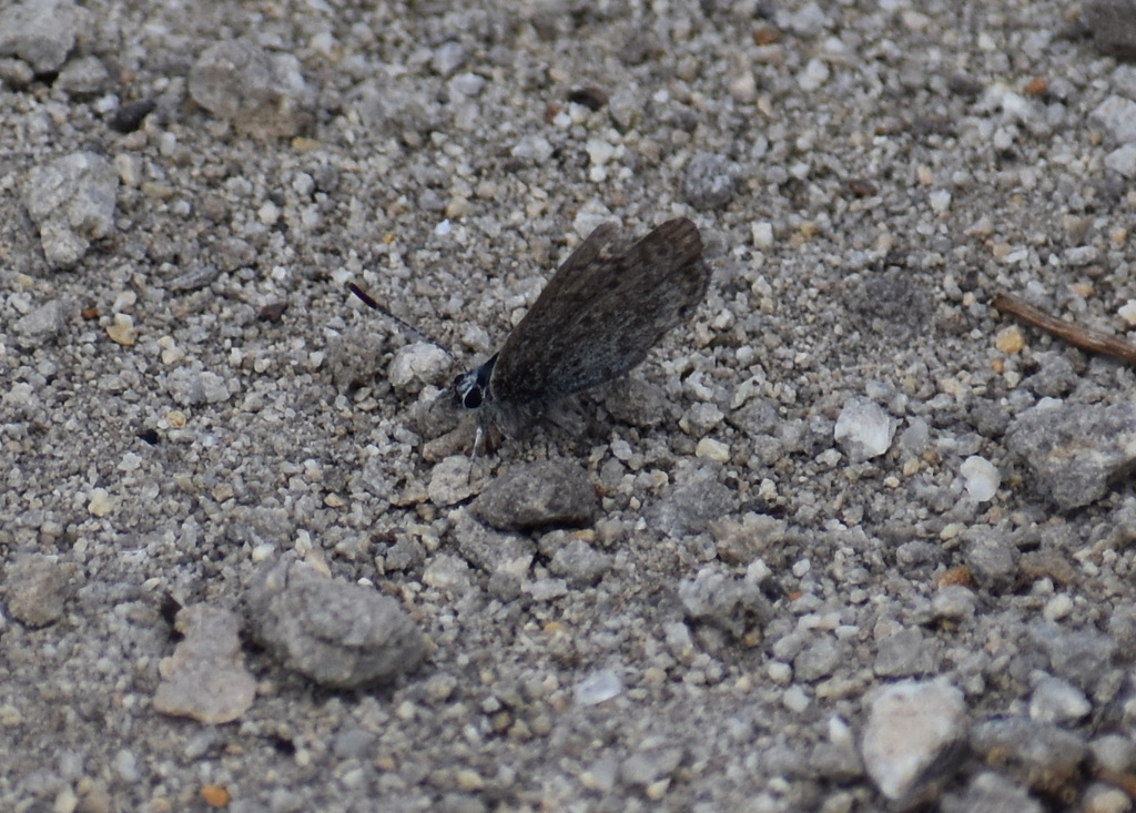 Shasta Blue from Park County, CO, USA on August 6, 2023 at 01:38 PM by ...