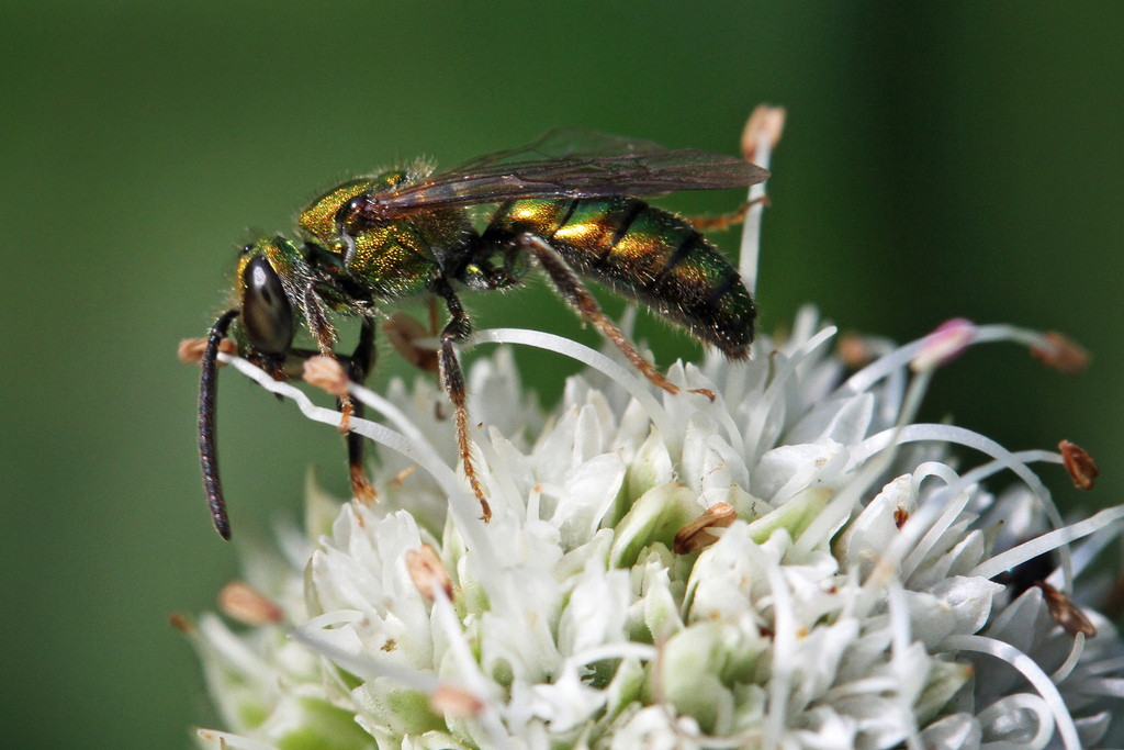 Sweat Bees from 911 Delchester Rd, Newtown Square, PA 19073 on August ...