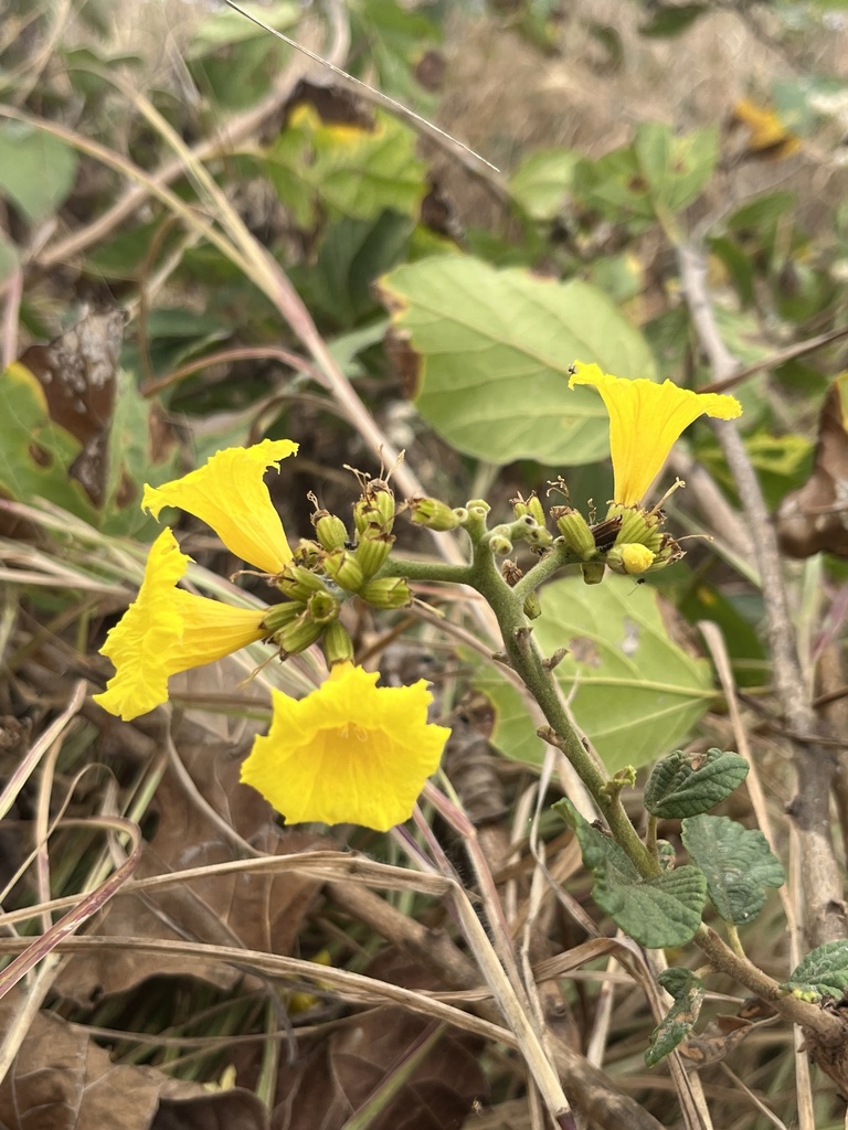 yellow geiger from Salinas, Santa Elena, EC on August 21, 2023 at 11:56 ...