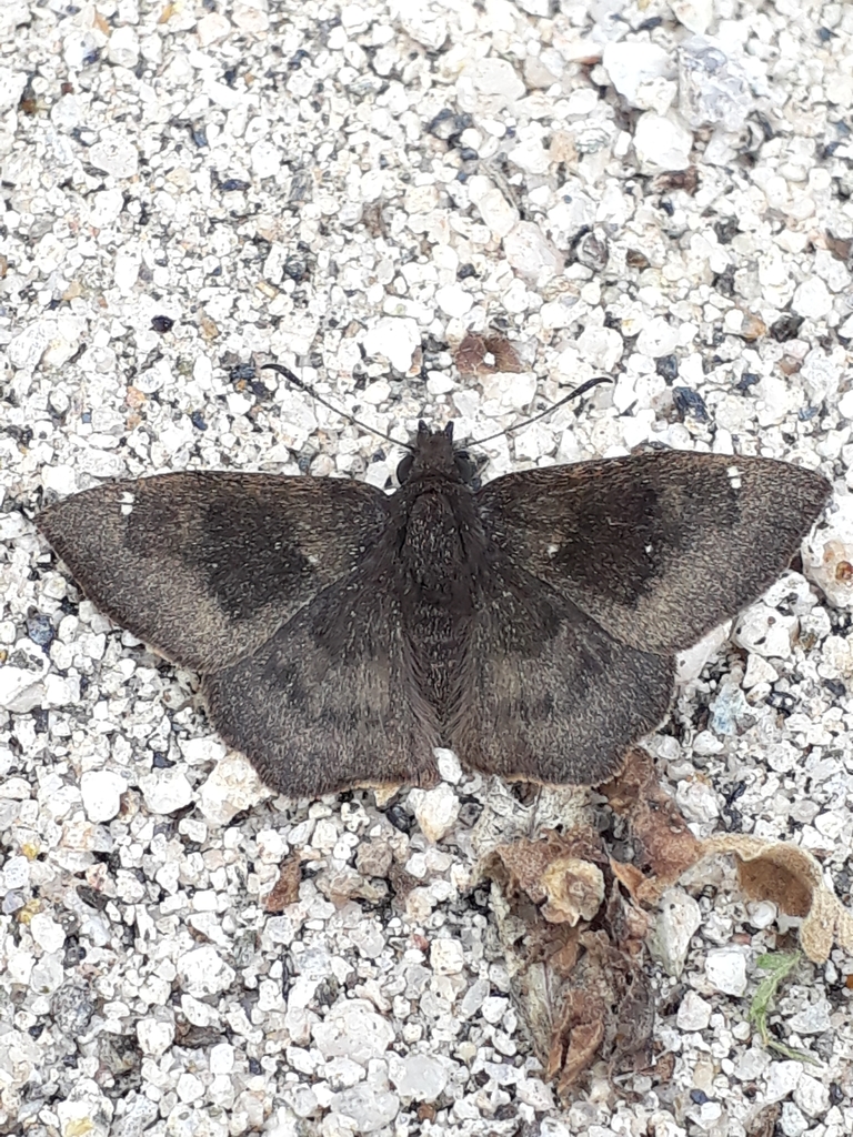 Saltarina de alas negras de puntos blancos (Insectos de Veracruz. Part ...