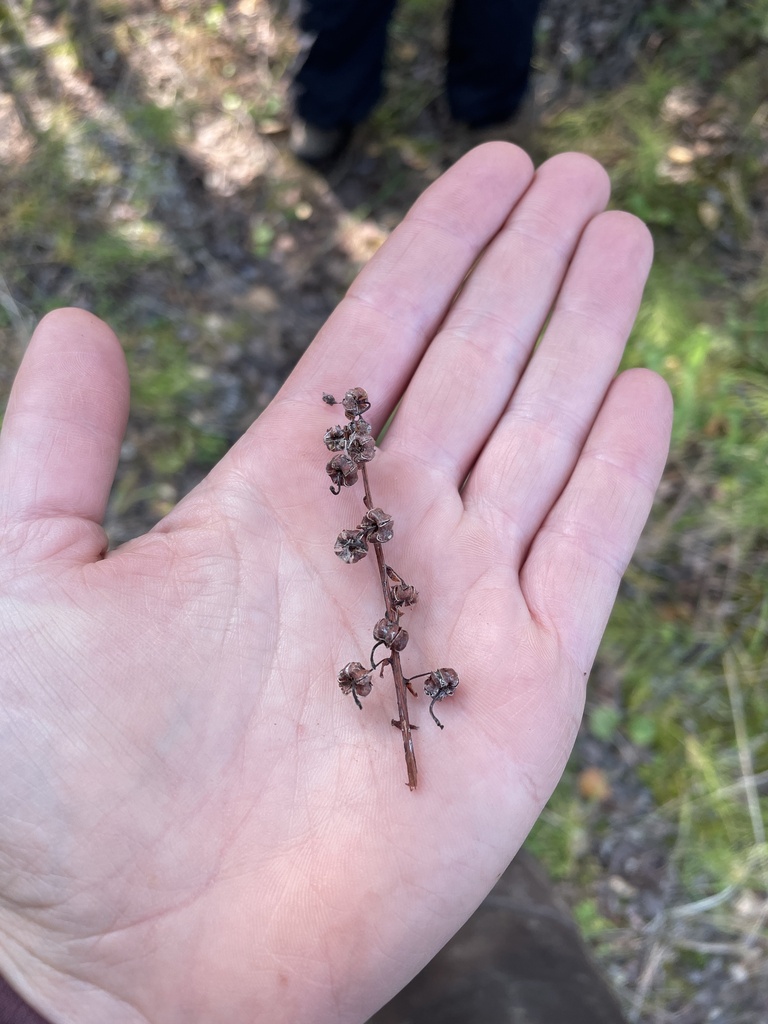 bog wintergreen from Peace River, CA-BC, CA on August 21, 2023 at 01:02 ...