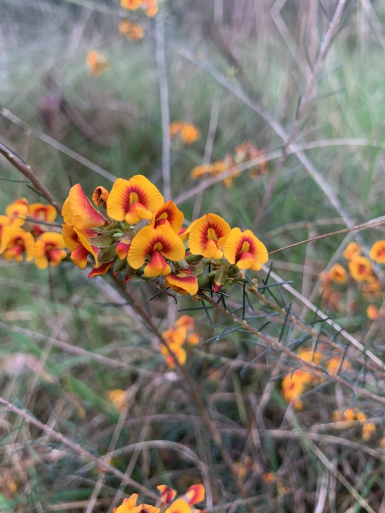 grey parrot pea from Ted Harris Walk, Bittern, VIC, AU on August 22 ...