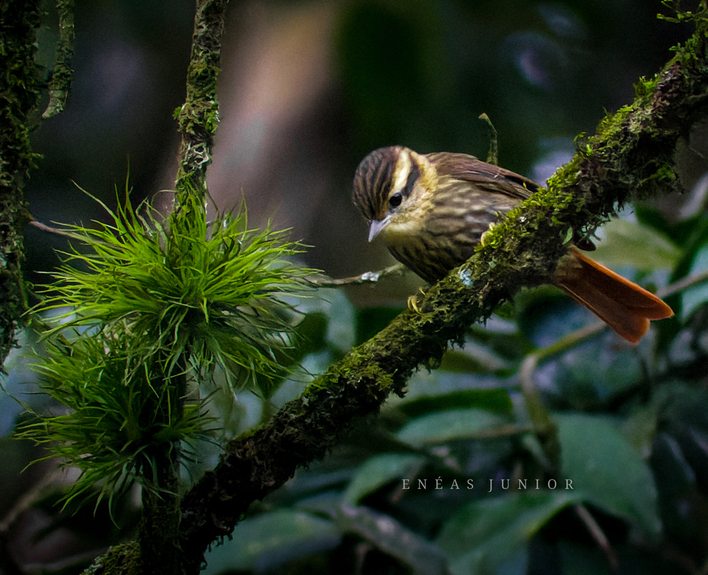 Sharp-billed Treehunter from Paranapiacaba, Santo André - SP on August ...