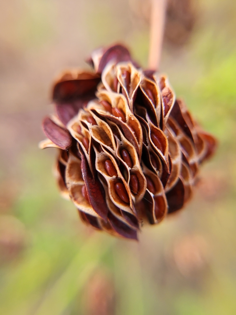 Illinois bundleflower from Mueller, Austin, TX, USA on August 21, 2023 ...