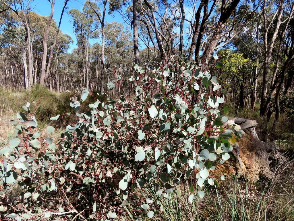 Silver Dollar Gum from Muckleford South VIC 3462, Australia on August ...