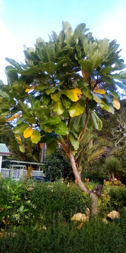 Pukanui from 89 Summerland Drive, Henderson, Auckland 0612, New Zealand ...