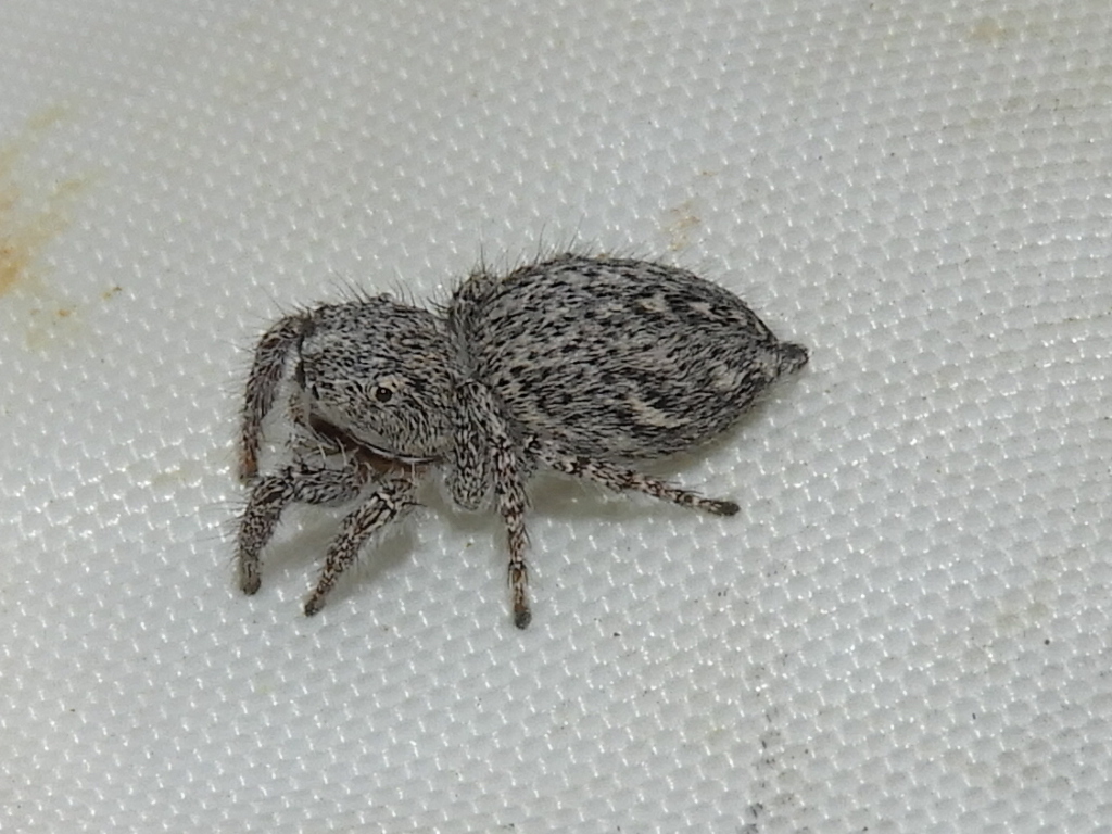 Paradise Jumping Spiders from Rackensack Wash, Maricopa Co., Arizona ...