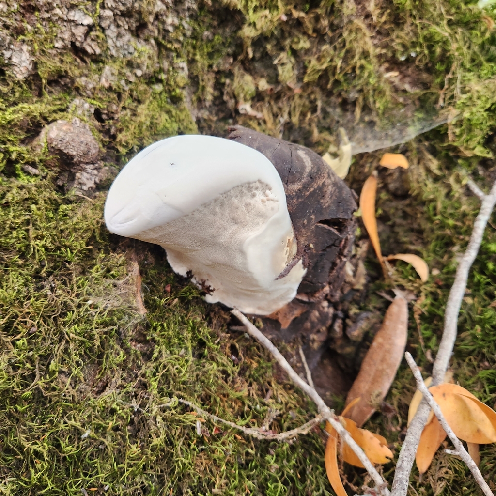 Ganoderma brownii from North Sonoma Mountain Regional Park on August 21 ...