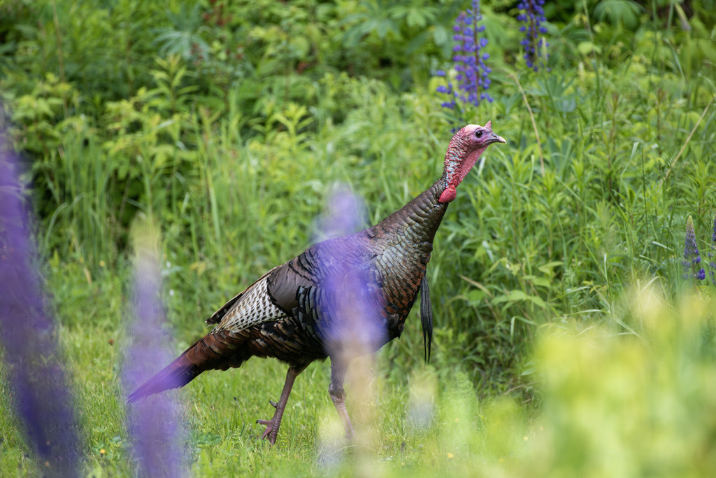Wild Turkey from Bar Harbor, ME, USA on June 16, 2023 at 09:03 AM by ...
