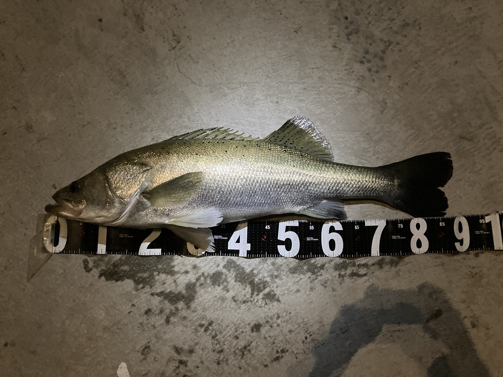 Japanese Seabass from 香港鱟殼灣 on October 30, 2021 at 10:29 PM by 野外動向 HK ...