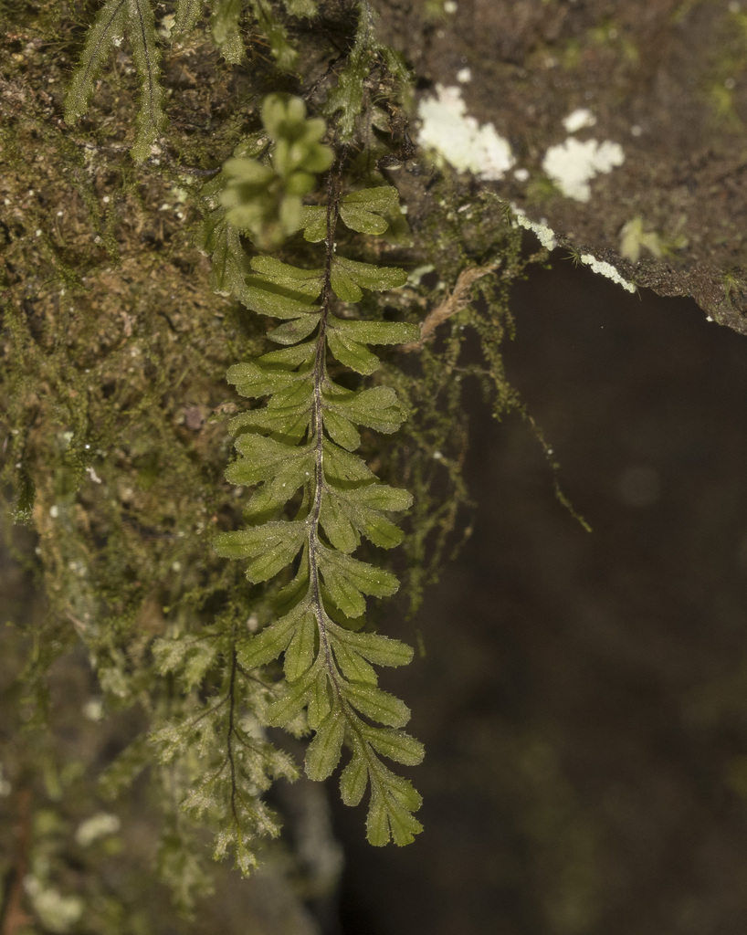Falkland filmy-fern from Ranco, Los Ríos, Chile on December 10, 2022 at ...