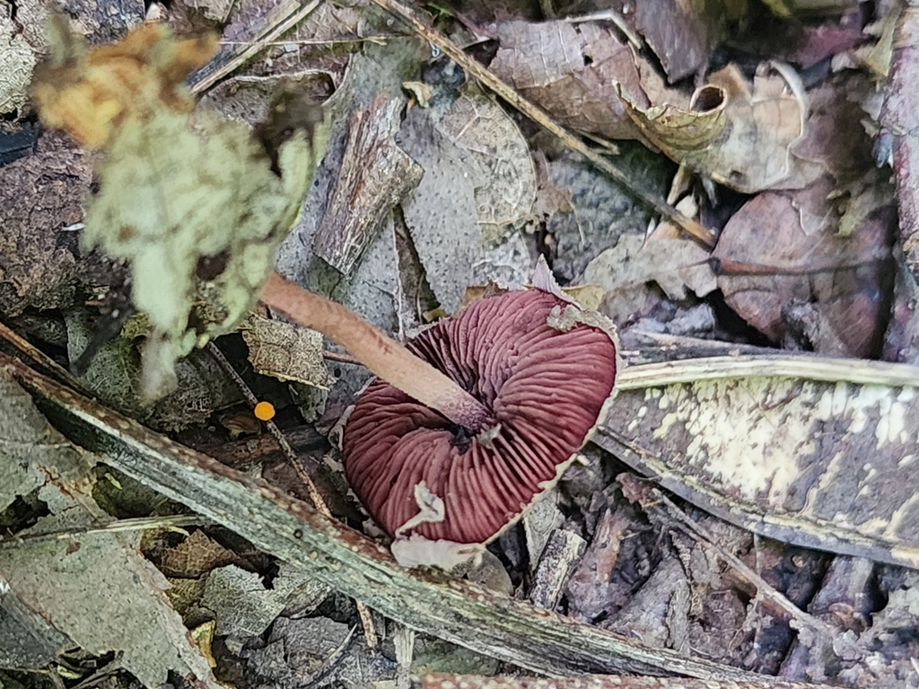 redspored dapperling from Howard Township, IN, USA on August 20, 2023 ...