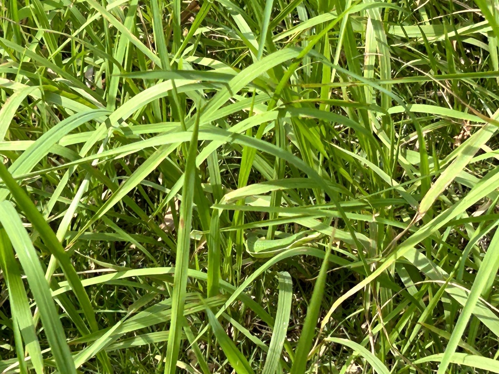 Green Grass Lizard in August 2023 by mschuang · iNaturalist