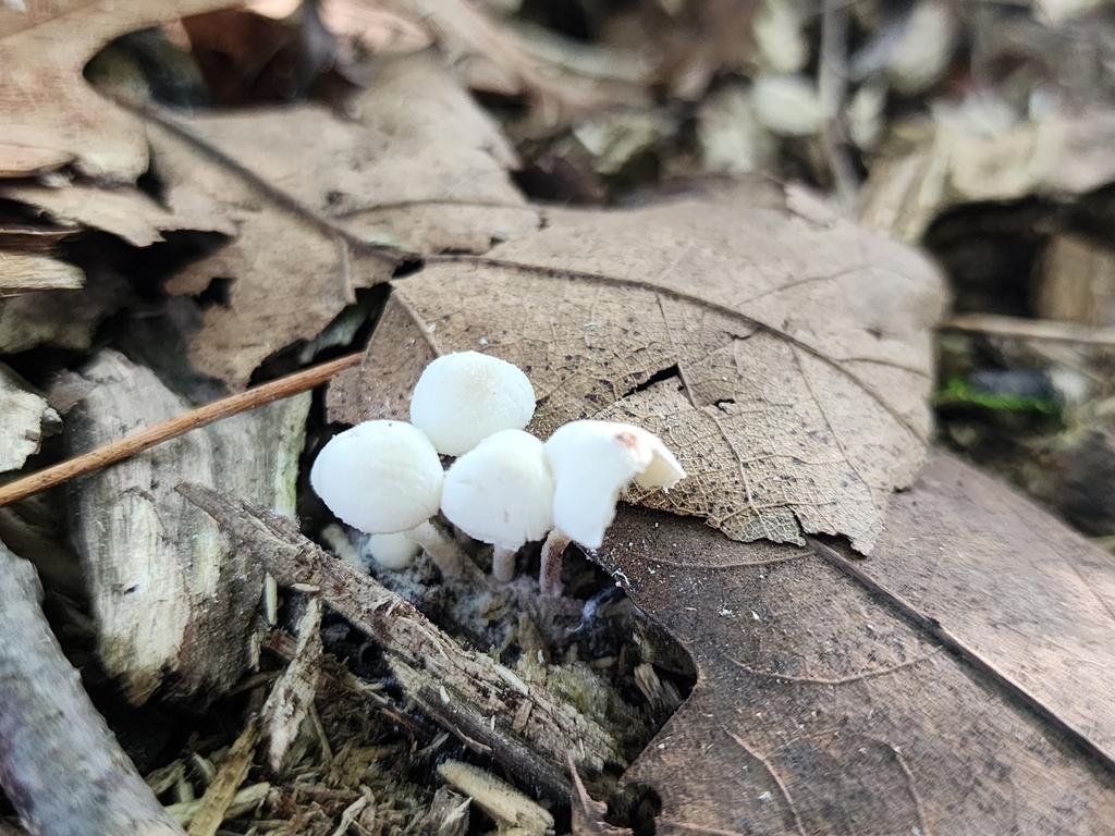 bearded dapperling from Howard Township, IN, USA on August 20, 2023 at ...