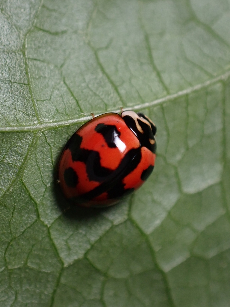Six-spotted Zigzag Ladybird from 921台灣屏東縣萬安村 on August 20, 2023 at 09: ...