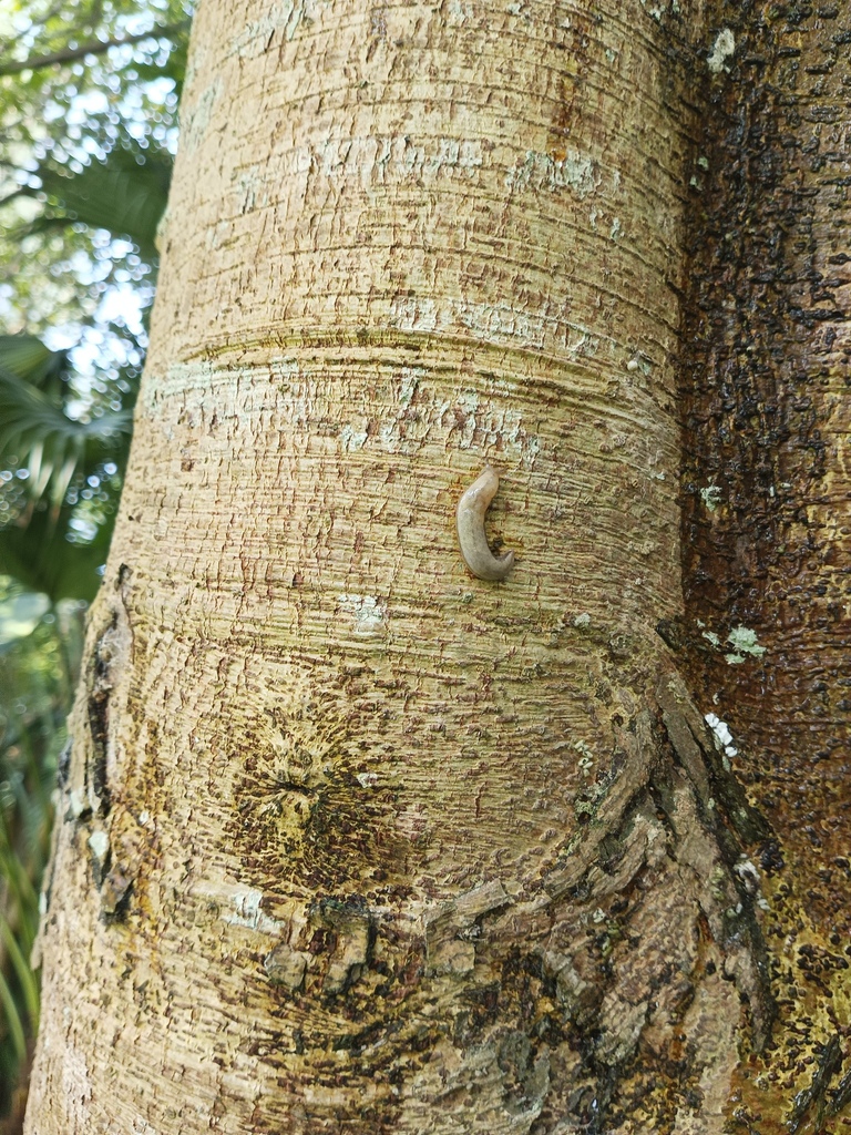 Chinese Slug from Wetland Park Rd, Tin Shui Wai, Hong Kong on August 19 ...