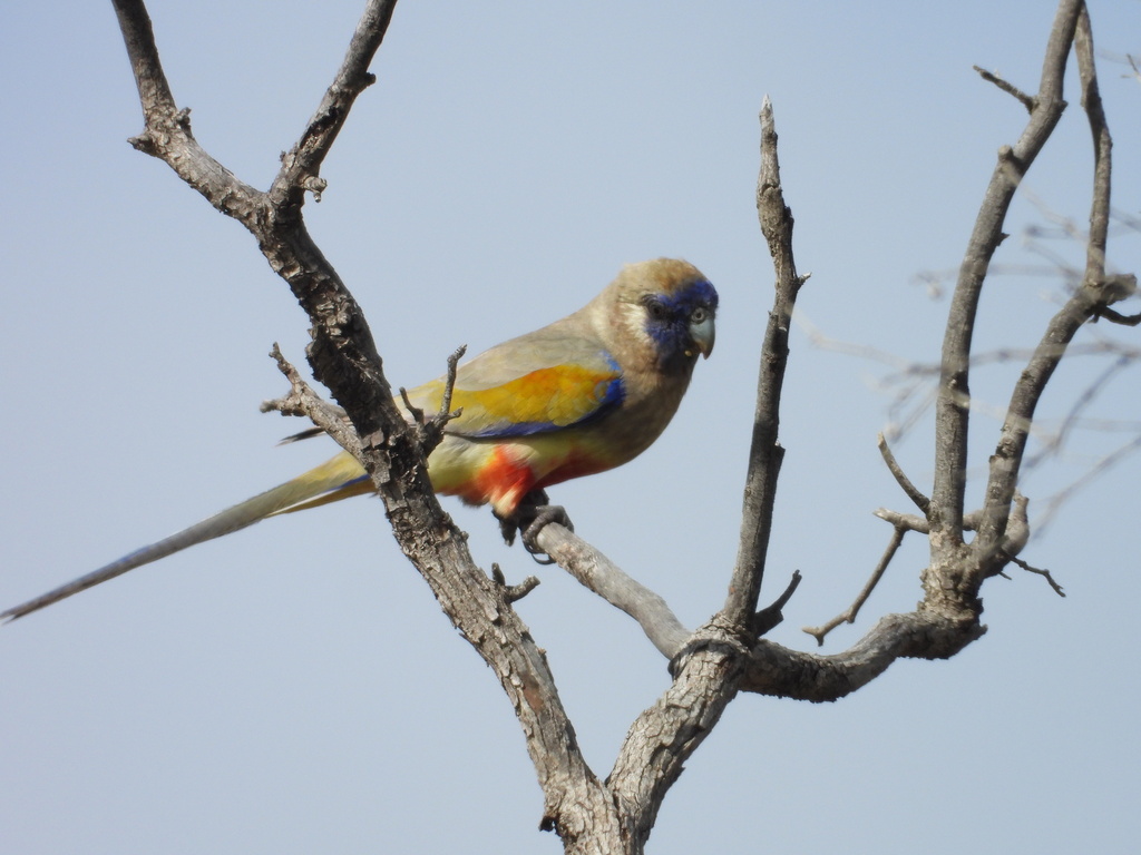 Greater Bluebonnet from Anabranch North NSW 2648, Australia on August ...