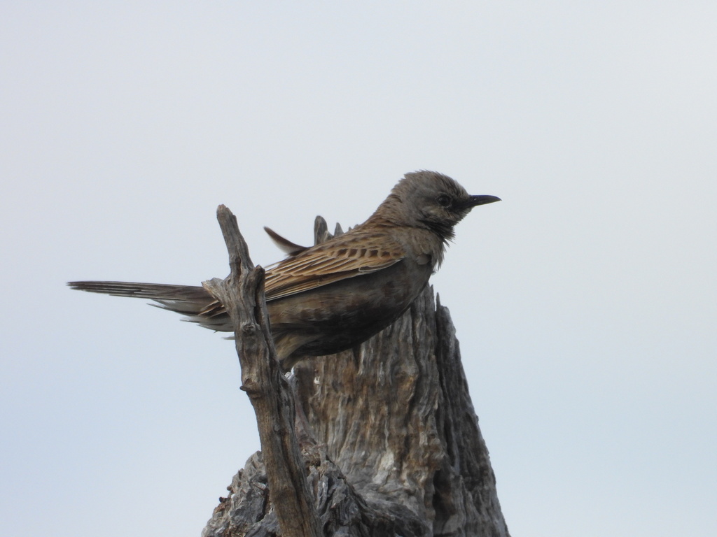 Brown Songlark from Anabranch North NSW 2648, Australia on August 22 ...