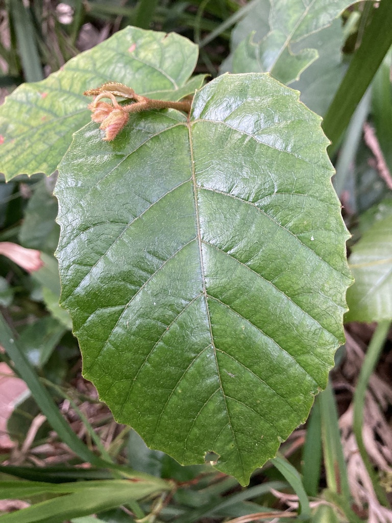 Kangaroo Vine from Cross St, Bronte, NSW, AU on August 22, 2023 at 04: ...