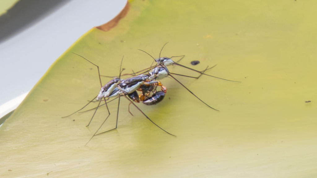 Neogerris hesione from 6700 Clark Rd, Sarasota, FL 34241 on August 21 ...