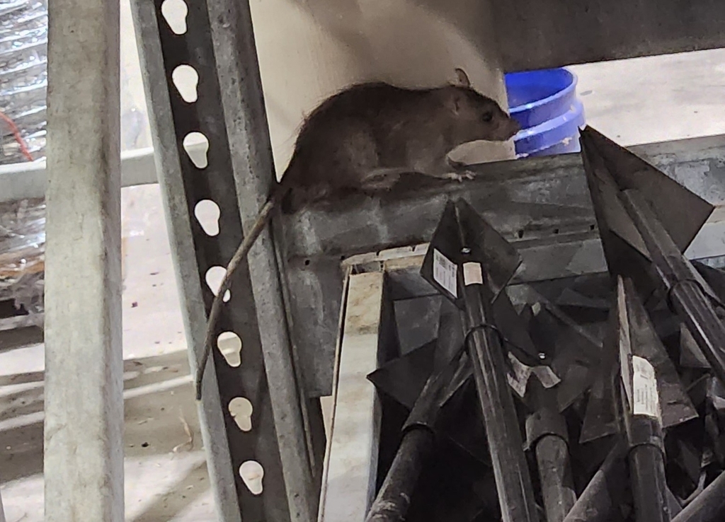 Old World Rats from San Antonio, TX 78233, USA on August 21, 2023 at 09 ...