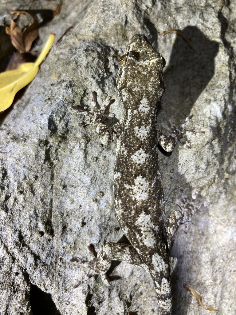 Calling Geckos from 島尻郡渡名喜村, 沖縄県, JP on August 21, 2023 at 09:26 PM by ...