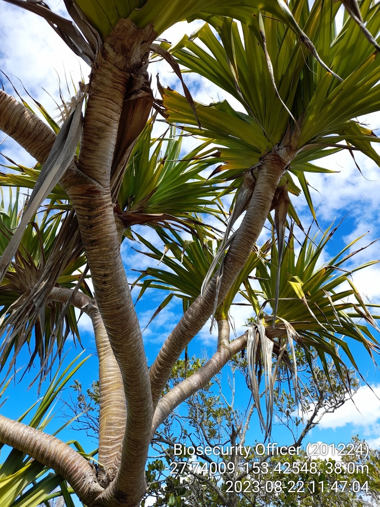 thatch screwpine in August 2023 by Jack Beau Devlin. Appears to be ...