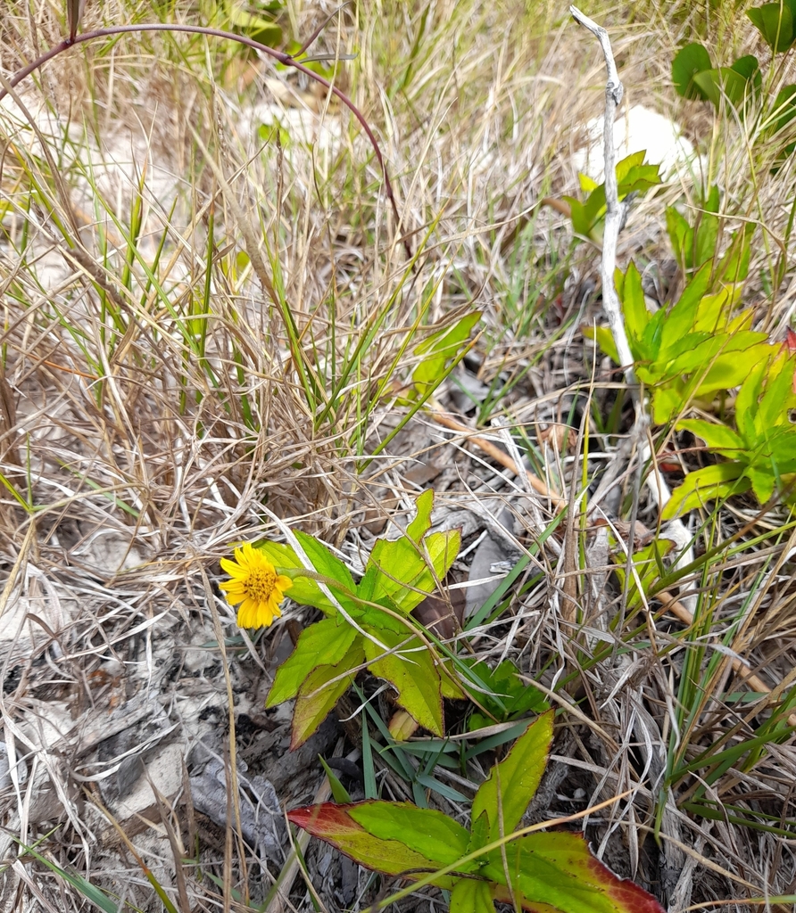 trailing daisy in August 2023 by jack-devlin · iNaturalist