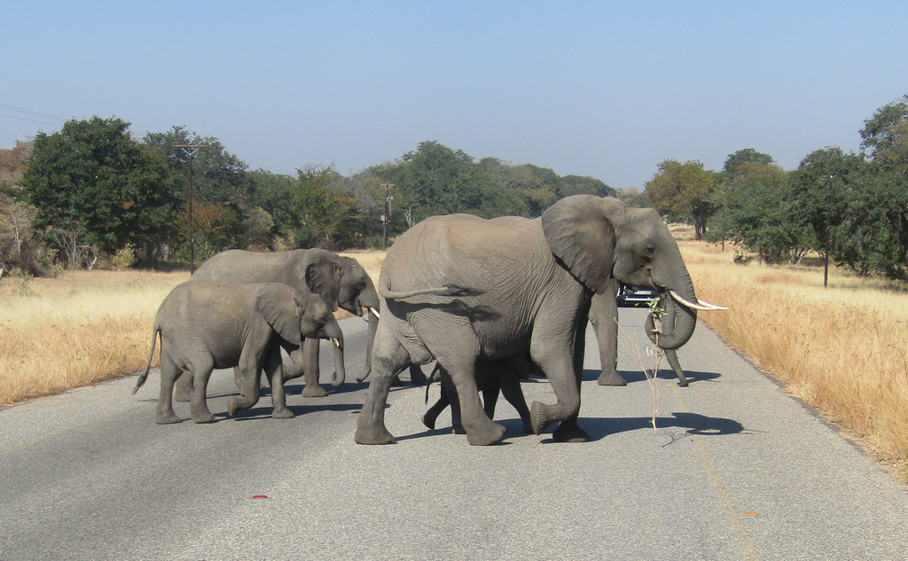 Savannah Elephant in June 2023 by Mathubadifala. Road Crossing ...