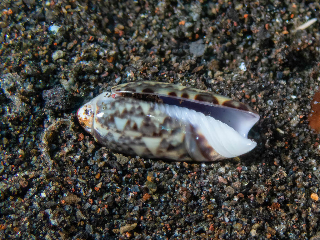 Olive Snails from Tulamben, Karangasem Regency, Bali, Indonesia on ...