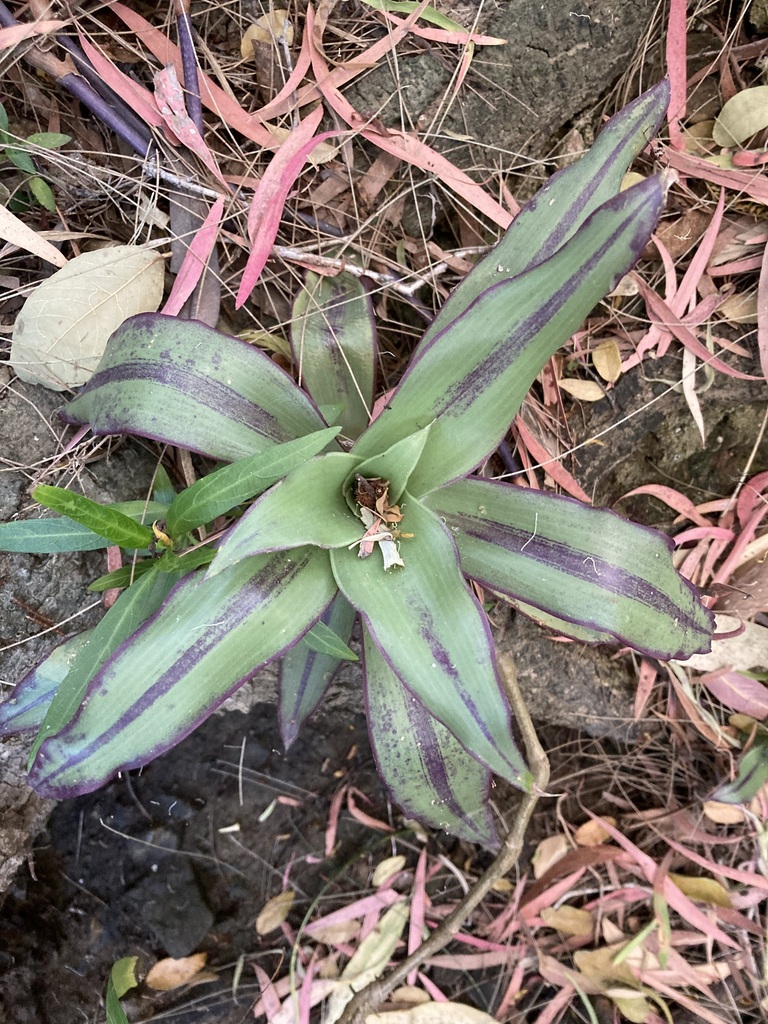 False Bromeliad Plant from Gladstone QLD, Australia on August 22, 2023 ...