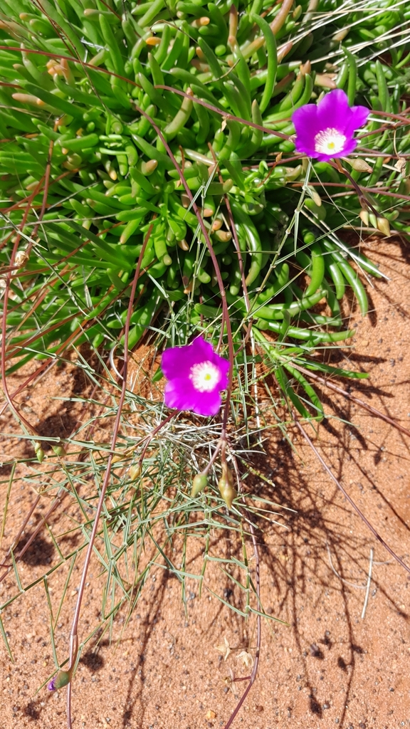 Calandrinia reticulata from Petermann NT 0872, Australia on August 22 ...