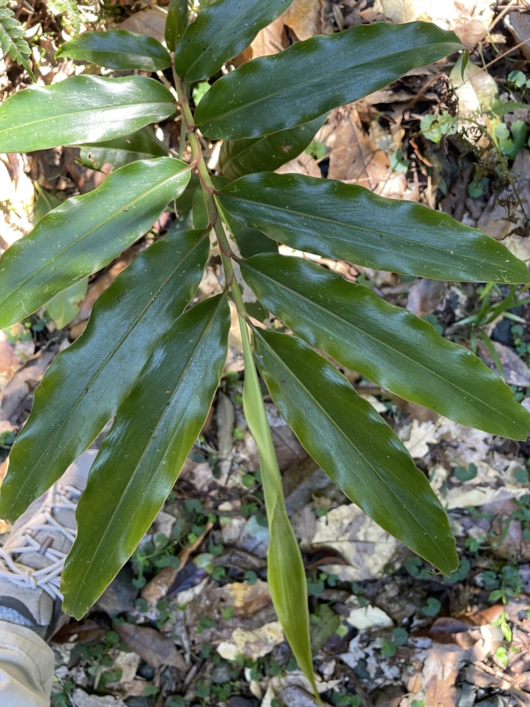 Native Ginger from Sherwood Nature Reserve, Woolgoolga, NSW, AU on ...