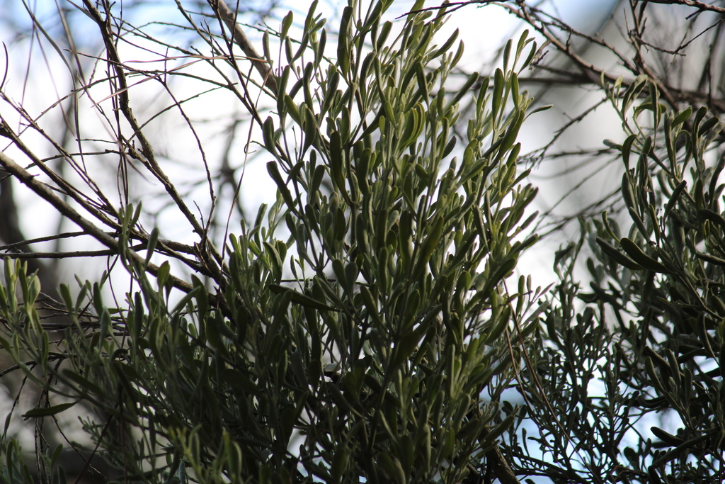 Silver Mistletoe (Notothixos incanus) - Botanical Realm