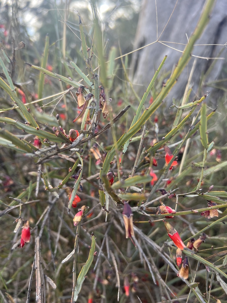 Bossiaea walkeri from Mount Hope, NSW, AU on August 22, 2023 at 02:31 ...