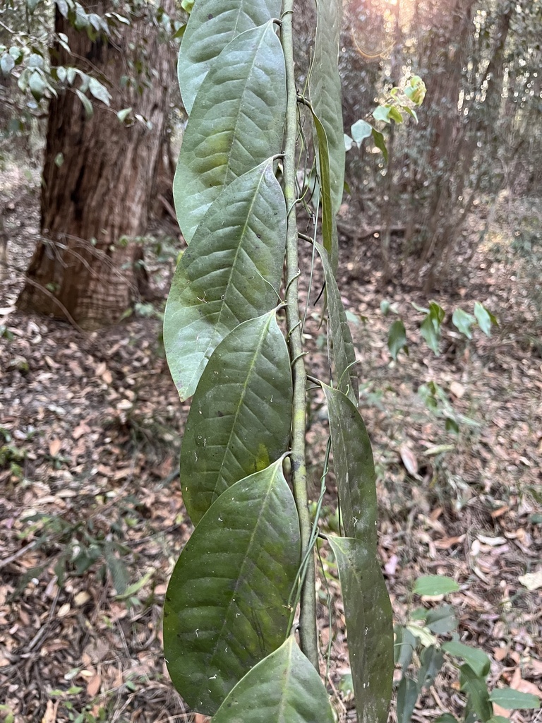 Bolwarra from Melaleuca La, Cootharaba, QLD, AU on August 22, 2023 at ...