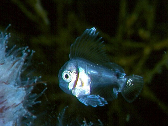 Manefish (Caristius macropus) - Marine Life Identification