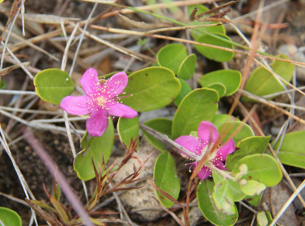 beach myrtella from New Mapoon QLD 4876, Australia on June 15, 2023 at ...