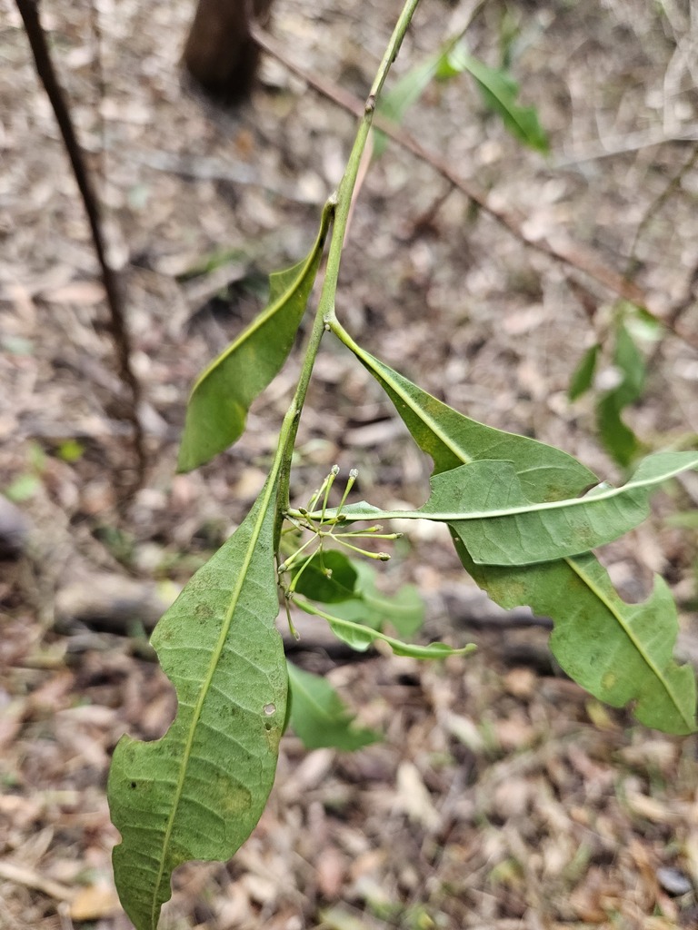 Common Hop Bush from Cooran QLD 4569, Australia on August 3, 2023 at 09 ...