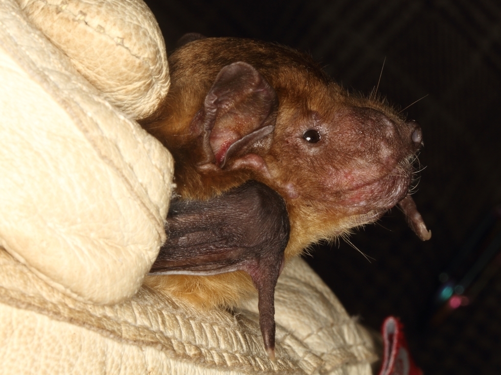 Schreber's yellow bat (Bats of Ivory Coast) · iNaturalist